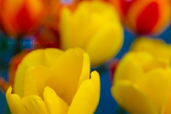 Flowering Spring (Tulips & Daffodils) :: Nature :: Anna Gorin ...