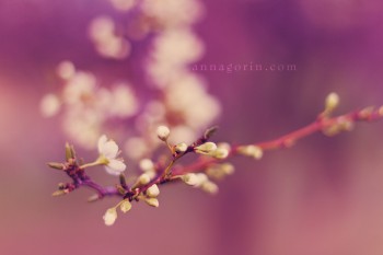 Flowering Spring (Blossoms) :: Nature :: Anna Gorin Photography, Boise ...