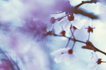 Flowering Spring (Blossoms) :: Nature :: Anna Gorin Photography, Boise ...