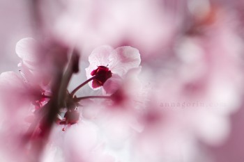 Flowering Spring (Blossoms) :: Nature :: Anna Gorin Photography, Boise ...