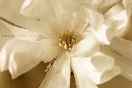 Flowering Spring (Blossoms) :: Nature :: Anna Gorin Photography, Boise ...