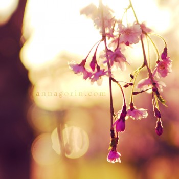 Flowering Spring (Blossoms) :: Nature :: Anna Gorin Photography, Boise ...
