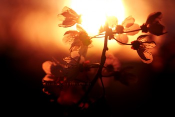 Flowering Spring (Blossoms) :: Nature :: Anna Gorin Photography, Boise ...