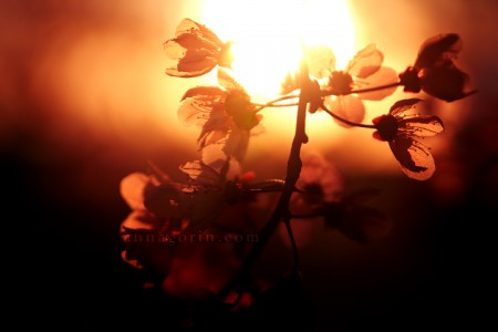 Flowering Spring (Blossoms) :: Nature :: Anna Gorin Photography, Boise ...