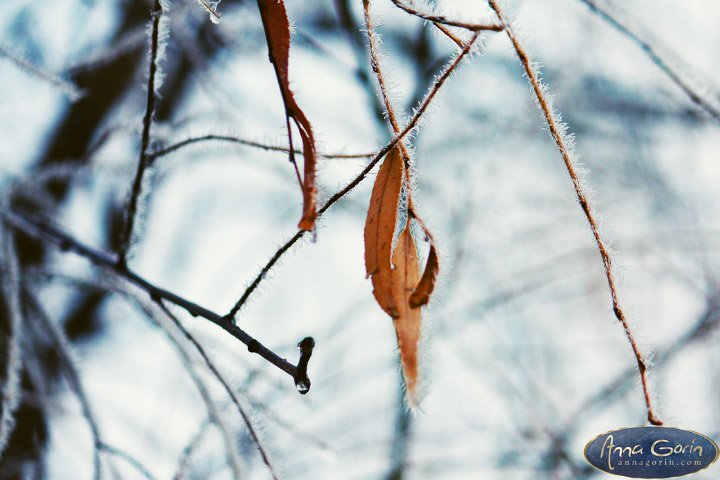 Nature :: Galleries :: Anna Gorin Photography, Boise, Idaho